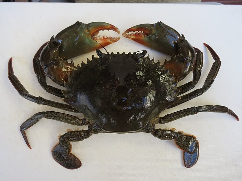 Oppdag Fisk!: Mudderkrabbe/Mud Crab/Mangrove Crab/Scylla Serrata ...