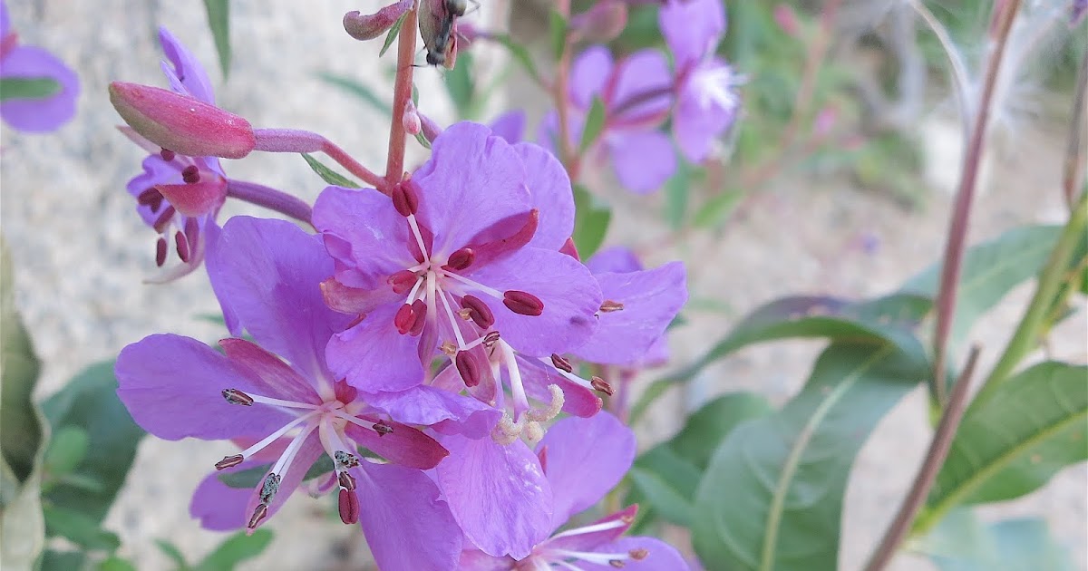 A Wandering Botanist: Plant Story--the Iconic Fireweed