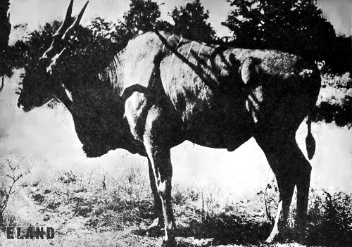 Our Rhodesian Heritage: Wildlife of Rhodesia