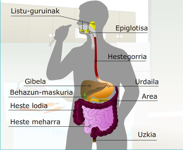 Aranbizkarra Ikastola 6.maila: NUTRIZIOA ETA DIGESTIOA