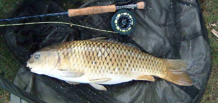 Ryton Carp: April 2011