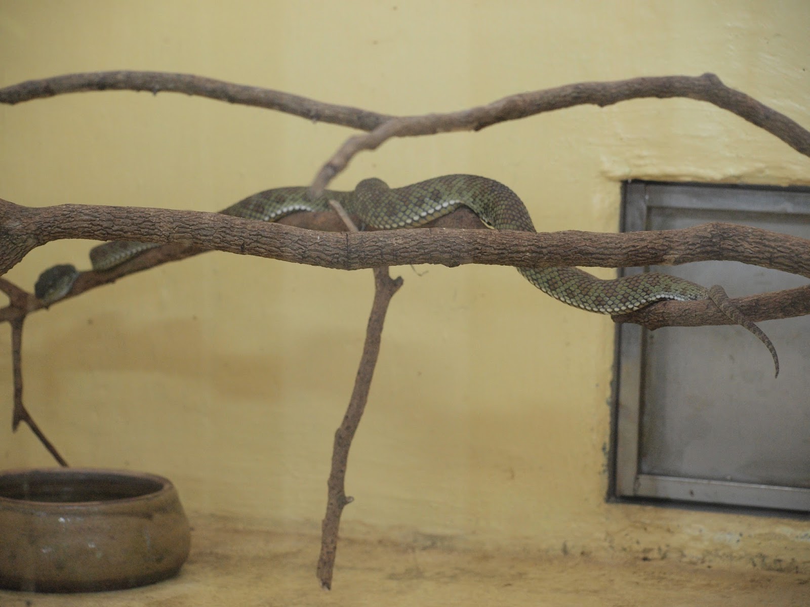 Kau Yang Satu: TAMAN ULAR DAN REPTILIA PERLIS
