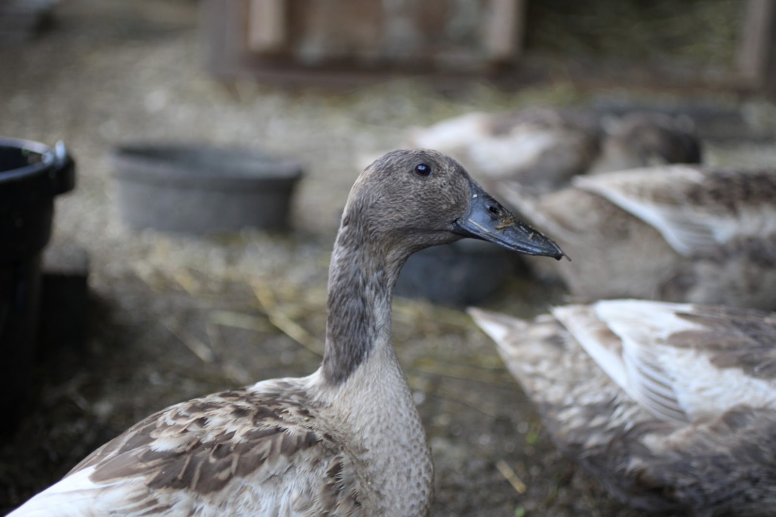 On Bradstreet: Postcards From The Farm, Summer 2015