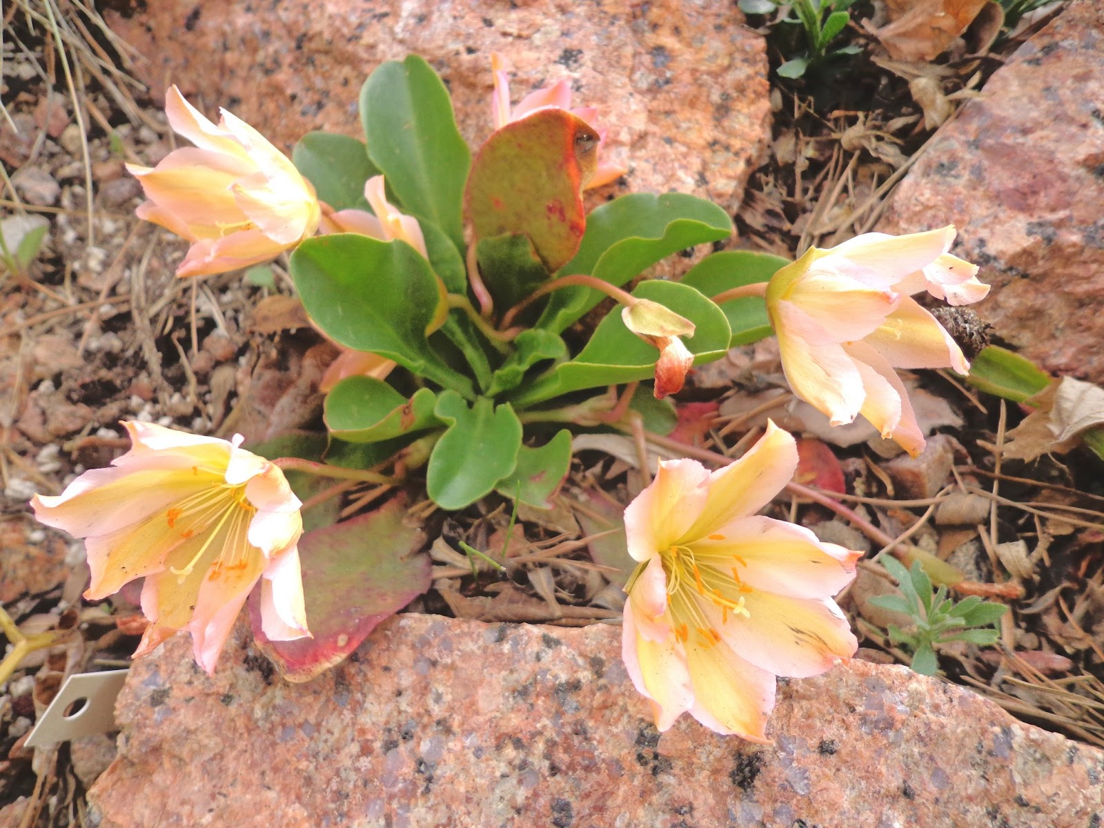Lewisia Tweedyi Yellow How Grow From Seed - JungleKey.fr Image