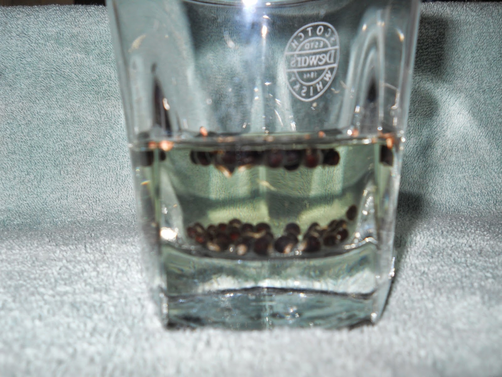 Floaters versus Sinkers Seed Wars ~ Aquaponics at Home