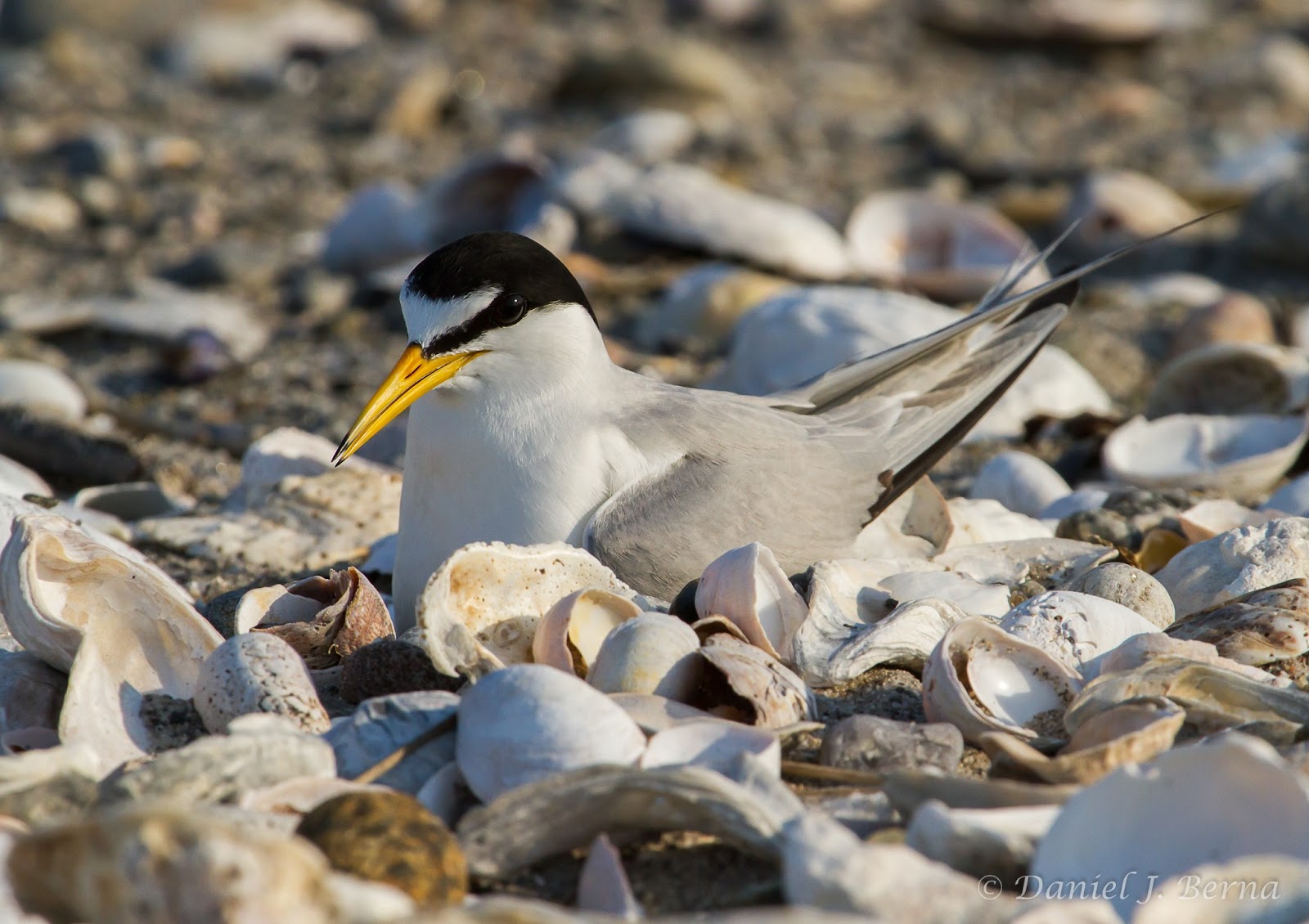 Daniel Berna Photography: Least Terns