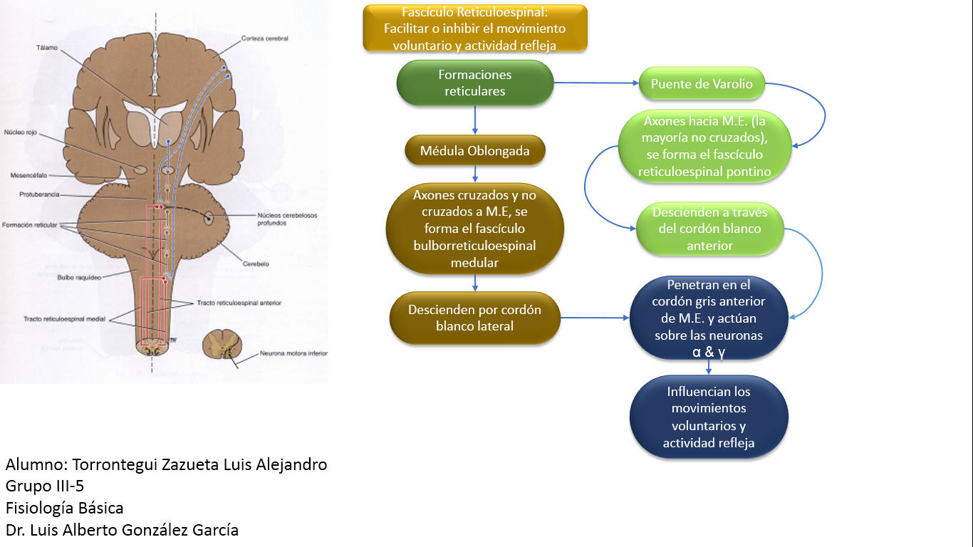 Fisiología Básica: Vías Descendentes de la Médula Espinal, Neurona ...