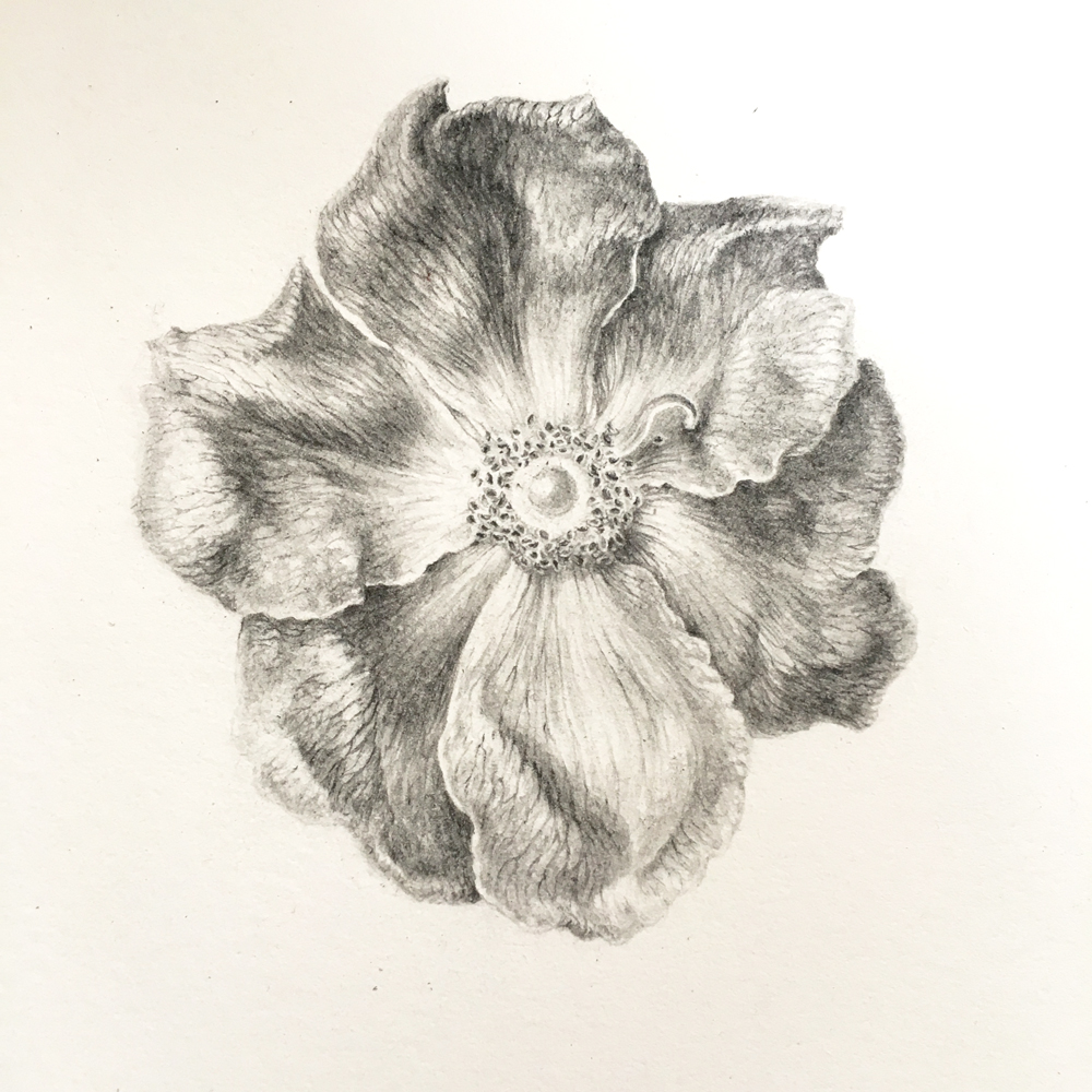 Dianne Sutherland: Botanical Drawing: Pencil Review, Caran d'Ache Grafwood
