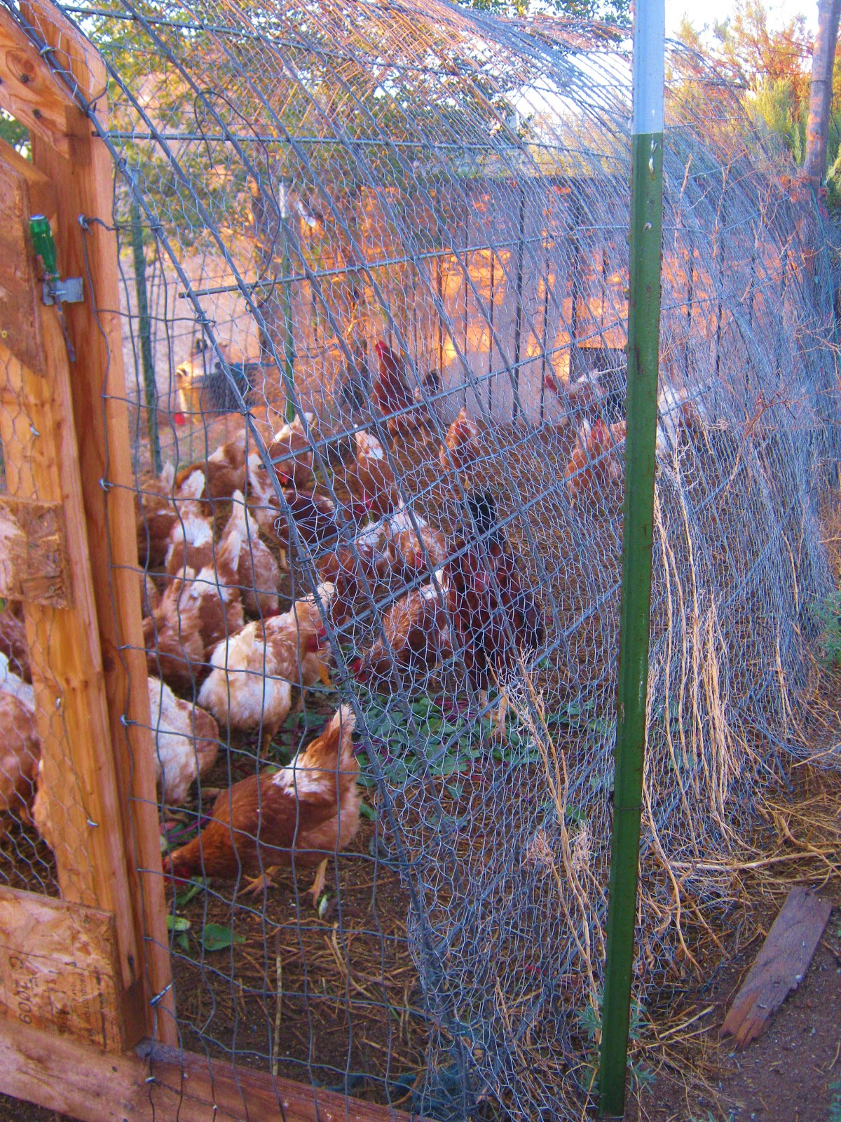 Cricket Song Farm: Chicken Run made from Cattle Panels
