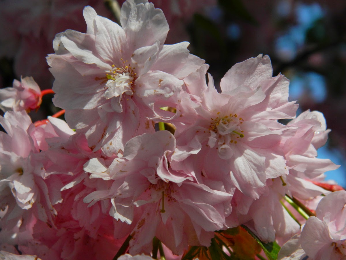 LA MULTI ANI, ROMANIA!: Curcubeul culorilor: flori roz