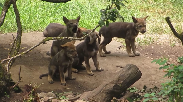 White Wolf : First Howls: Rare Red Wolf Pups Venture Out Of Den