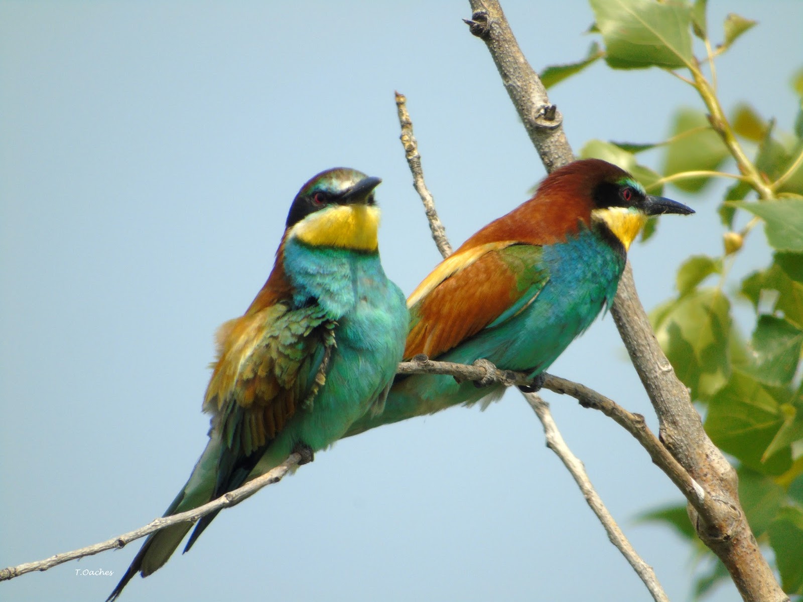 PASARI DIN ROMANIA: PRIGORIE, Merops apiaster