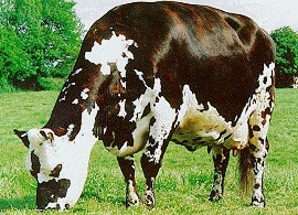 Ganado Bovino: Normando