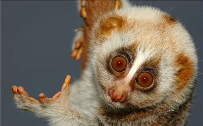 La Chachipedia: Los Lorinos. Los loris. Loris esbelto y Loris perezoso.