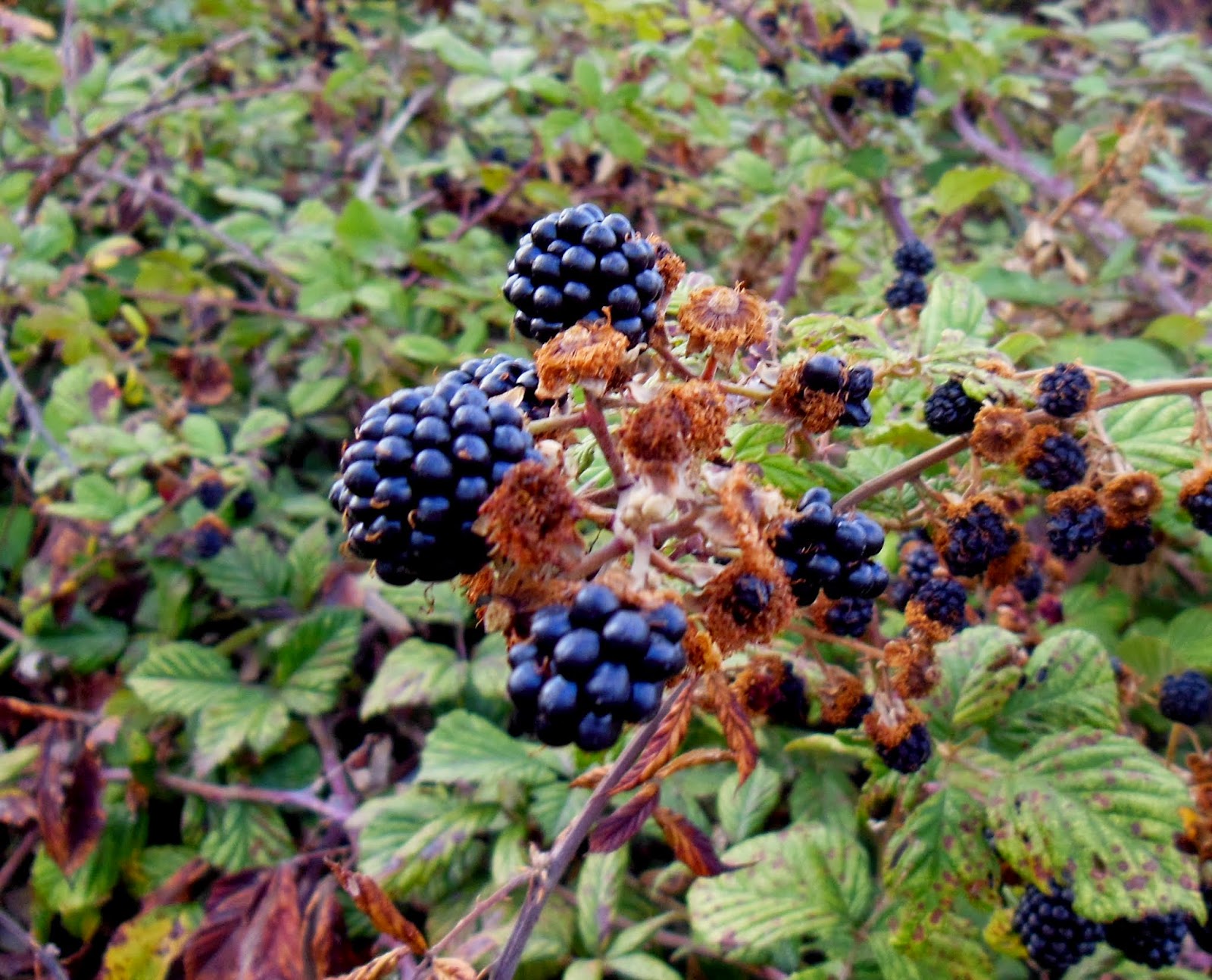 Mi herbario particular: ZARZA (Rubus fruticosus)