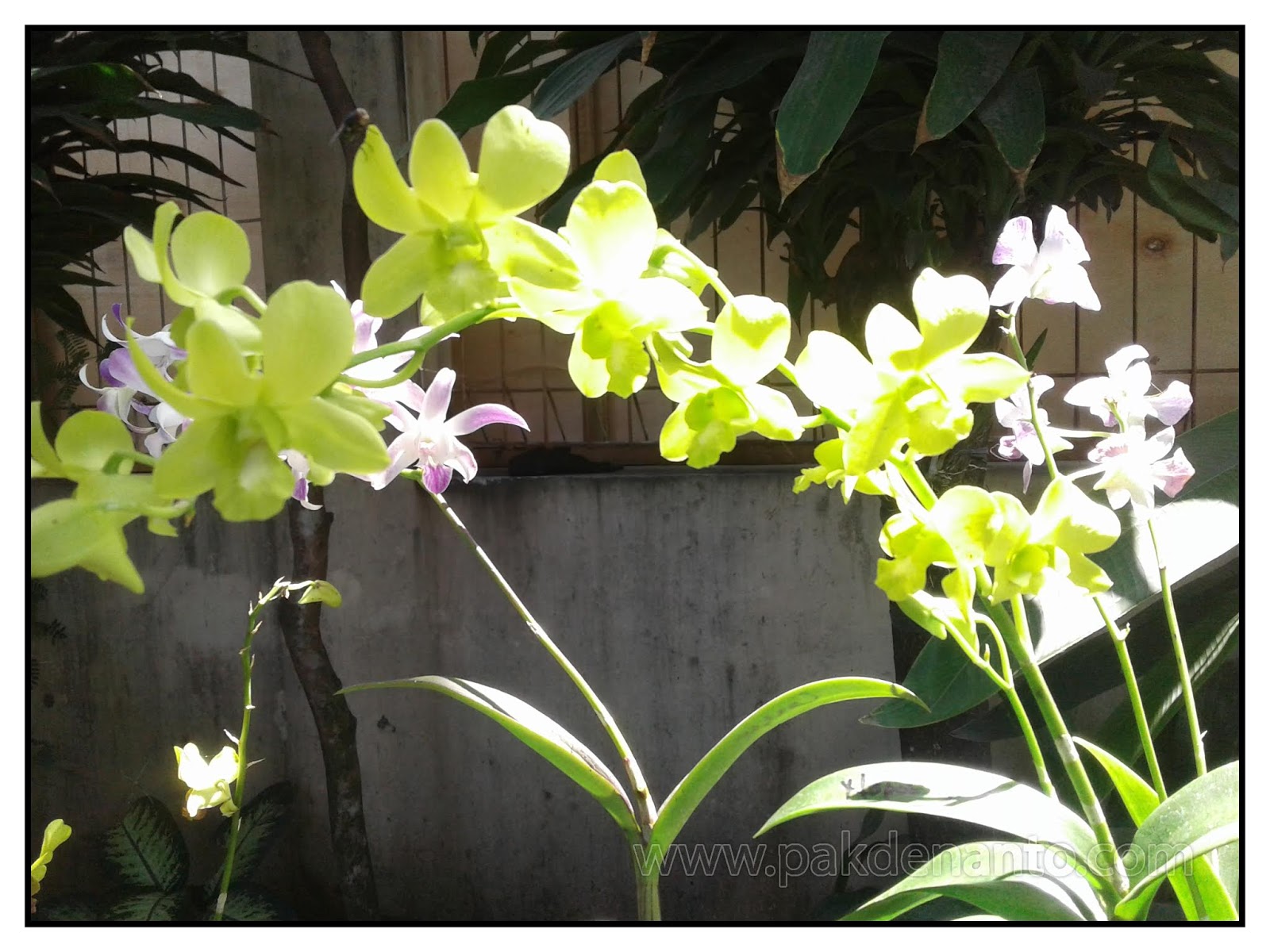 Jual anggrek di Jogja | PAKDE NANTO