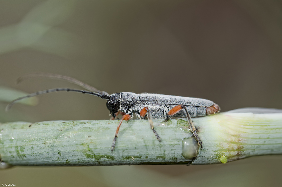 Pequeños mundos: Coleópteros
