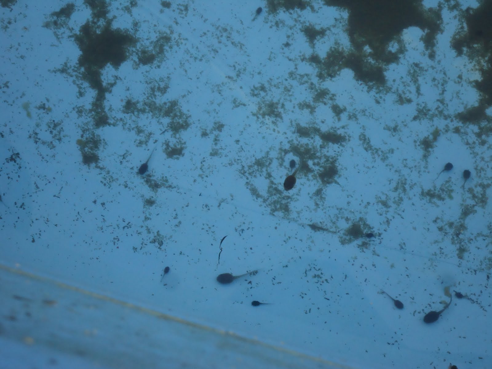 How I Experience Earth: Tadpole Pool