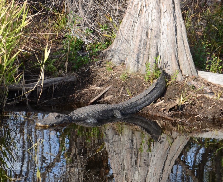 Ohio Birds and Biodiversity: Into the Okefenokee