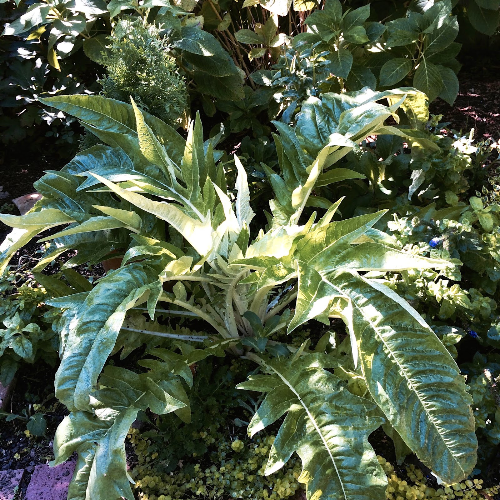 P O T A G E R: Cardoon (Cynara cardunculus)