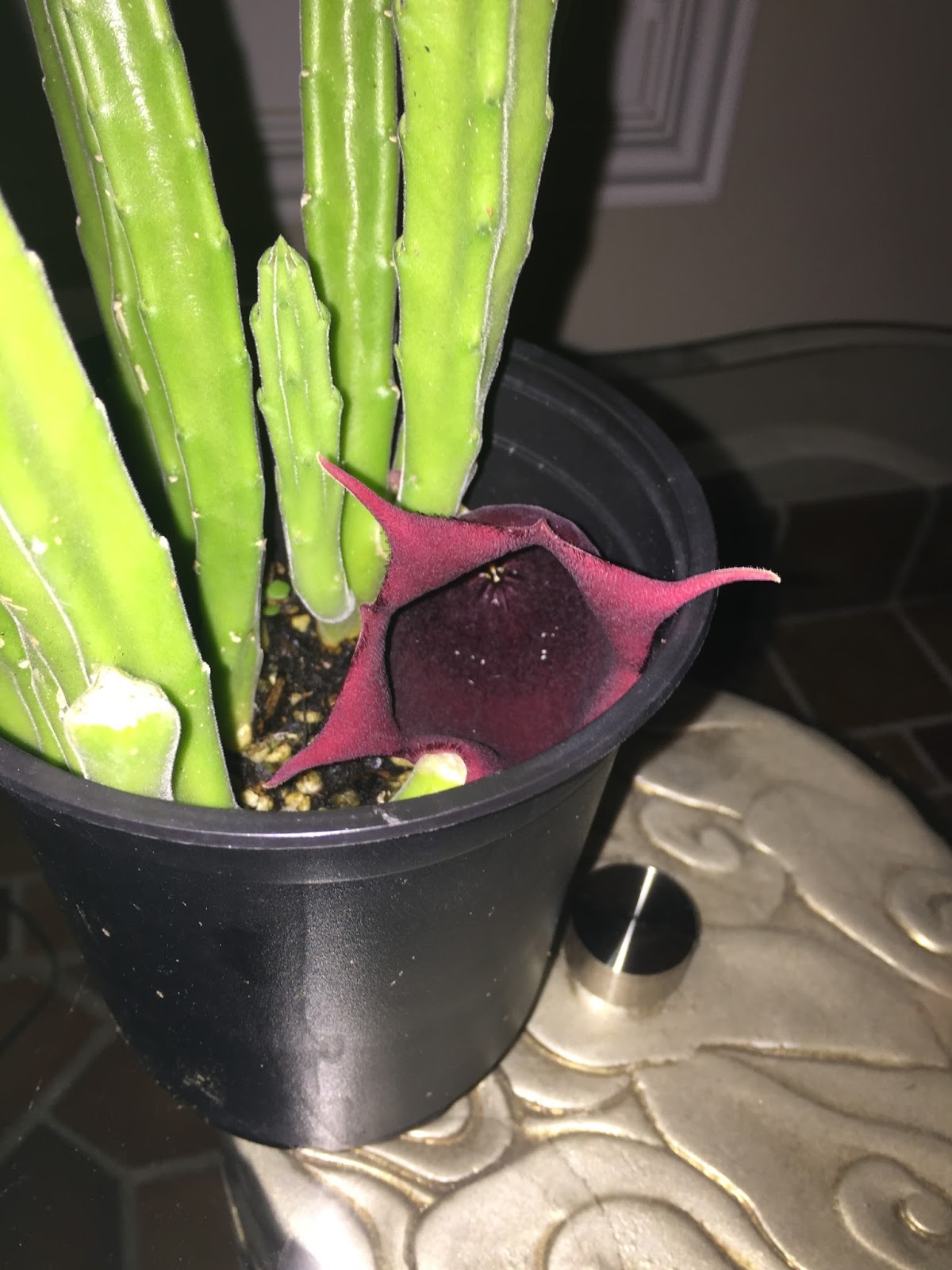 The Stunning Stapelia Succulent Flower