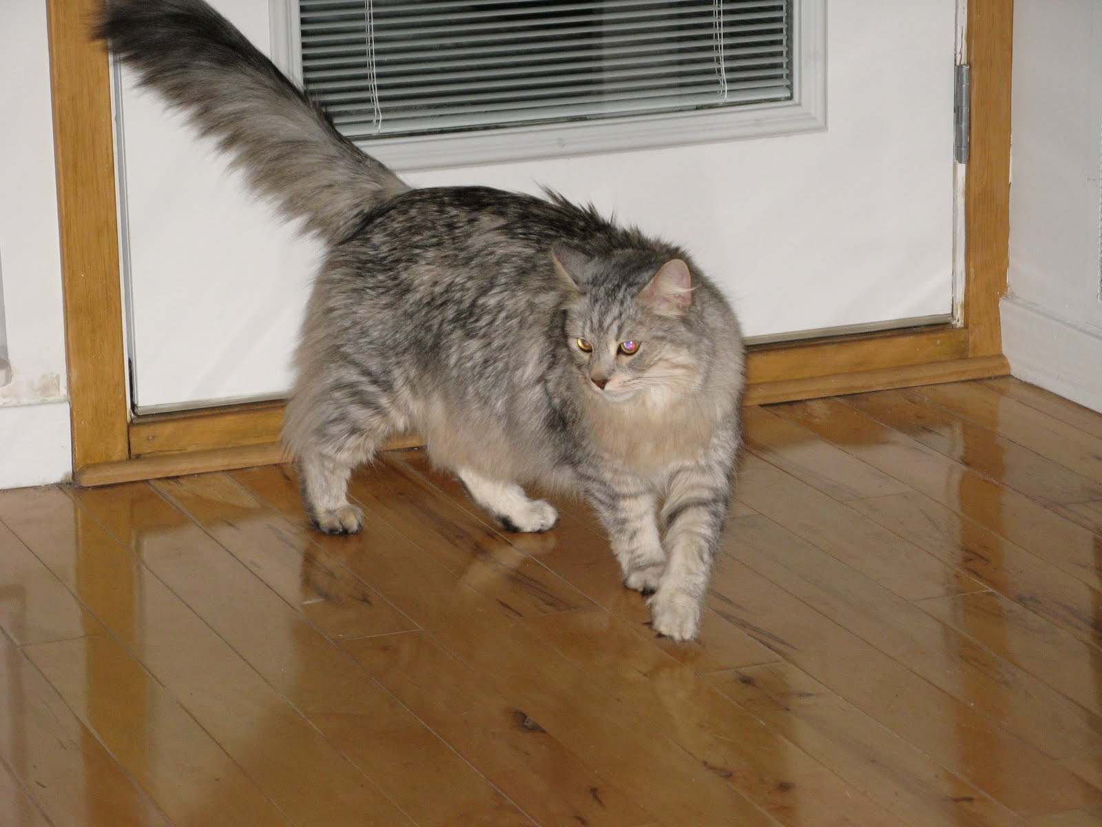 KEG in the D: Introducing Buster (the Cat)