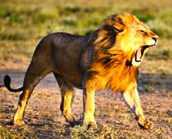 LION - SOCIAL BEHAVIOR