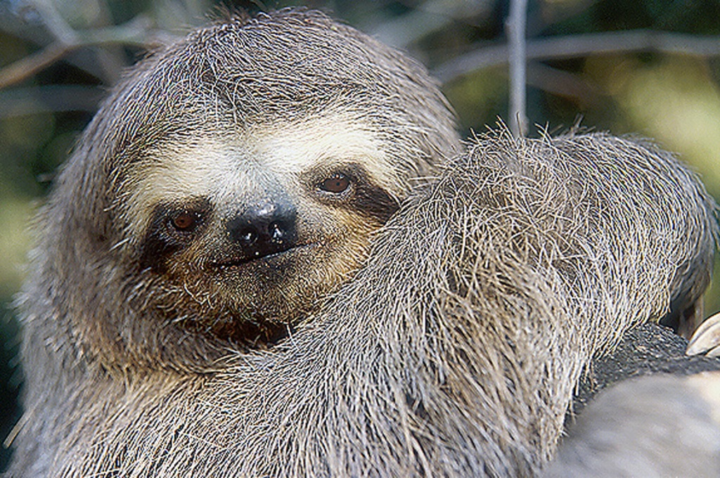 Blog do Kenzo: Bicho-Preguiça