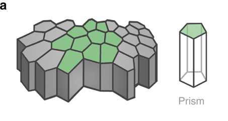 What the Hell is a Scutoid??—a REAL Explanation