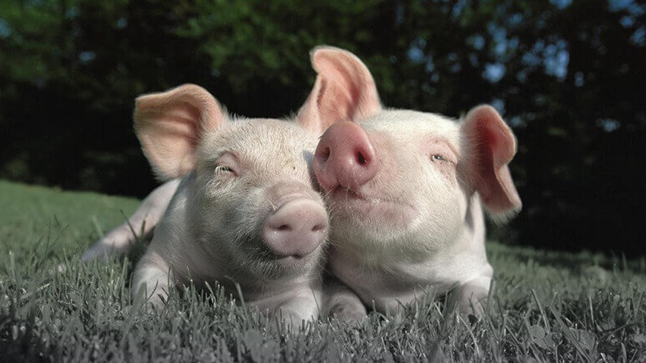 Animals Names That Start With P | Animals Name A To Z