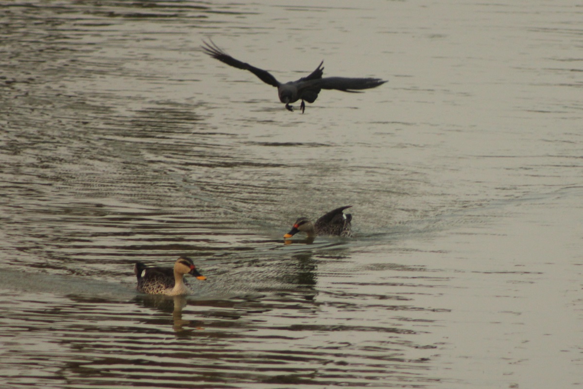 Journeys across Karnataka: crow harassing a duck at Lalbagh tank
