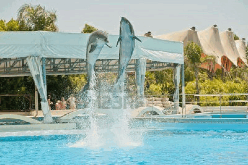 Animals World: dolphins inside water