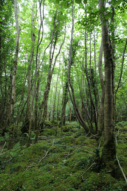 I Have Never...: Day 101 - The Forests and Castles of County Clare