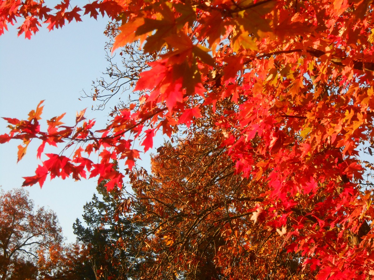 The Lucas Countyan: Sunday morning rises at Red Haw State Park