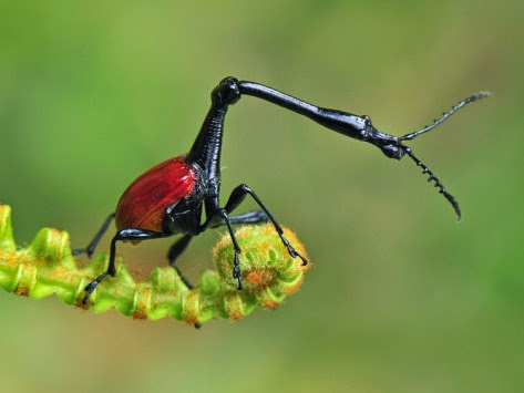 5 Binatang Paling Unik di Dunia | LISTBOOL