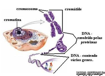 CROMOSSOMOS E GENES - CONCEITOS DE GENES E CROMOSSOMOS