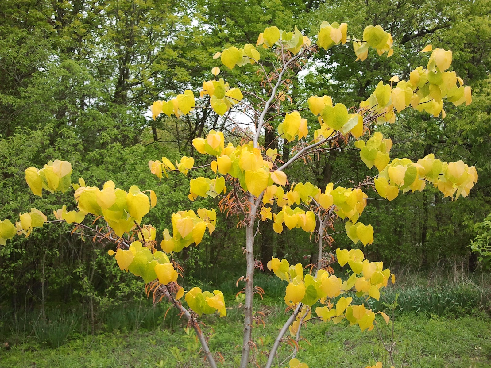 Powell Gardens' Blog: Colors & Textures of Spring!
