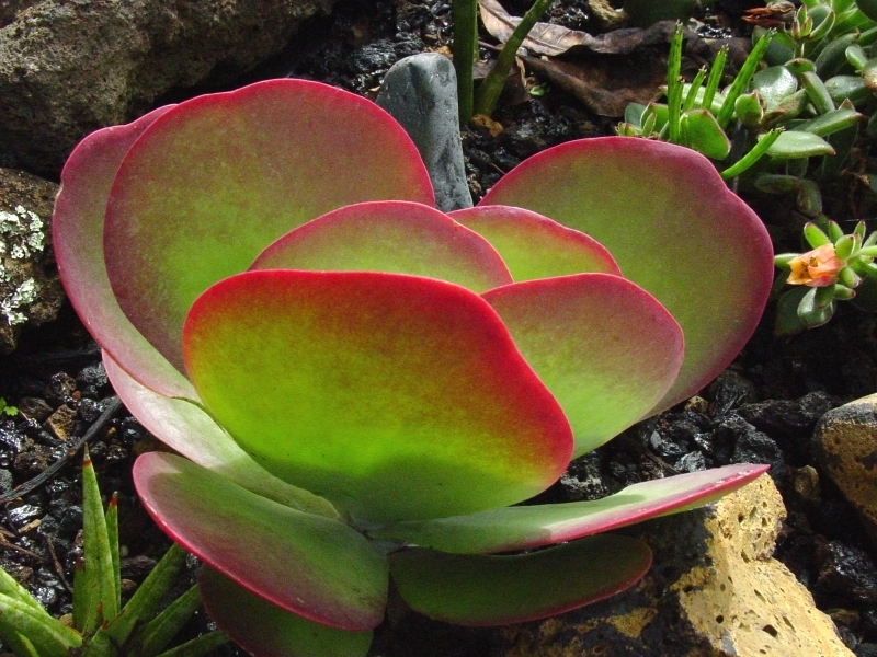 5 UNUSUAL HOUSEPLANTS ~ The Fancy Flora