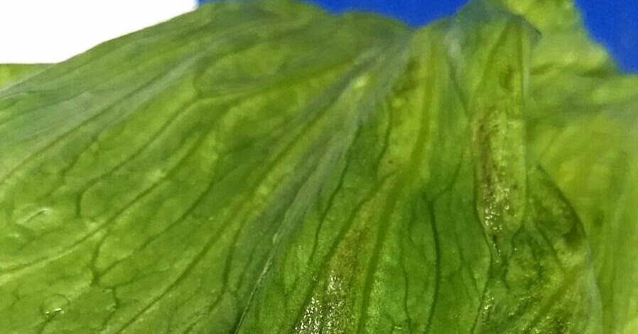 AGROMURCIA: MILDIU EN LECHUGA ICEBERG: BREMIA LACTUCAE