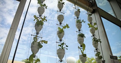 ciudad observatorio: window farms [o como cultivar algo cuando no ...