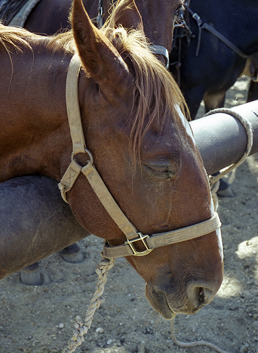 the mikereport: The Trail Out