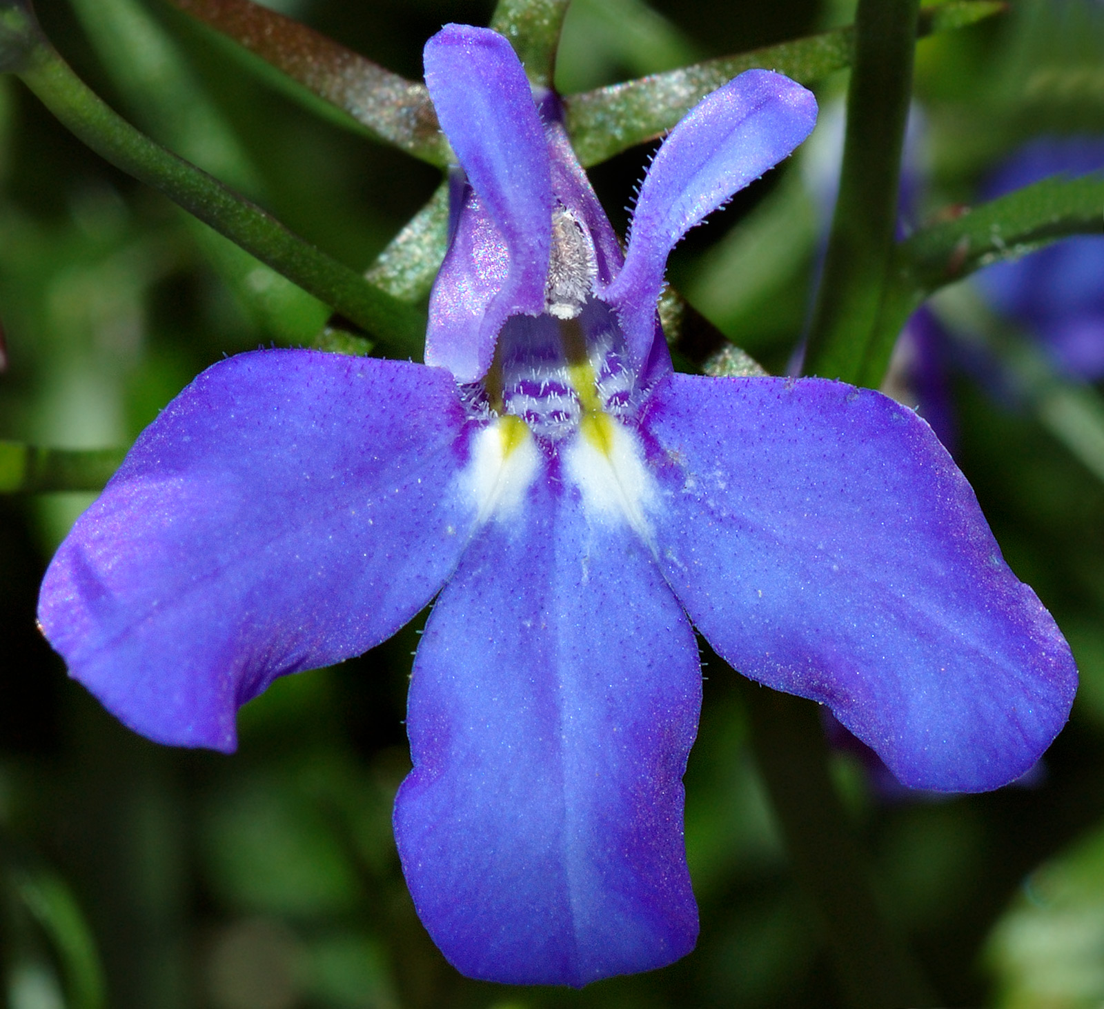 WHAT IS LOBELIA? |The Garden of Eaden