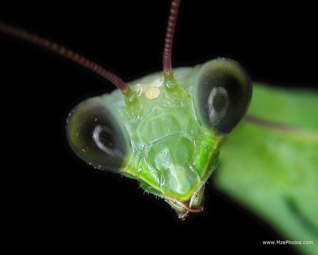 Awe & Some!: Amazing Insect Photography [26 Photos]