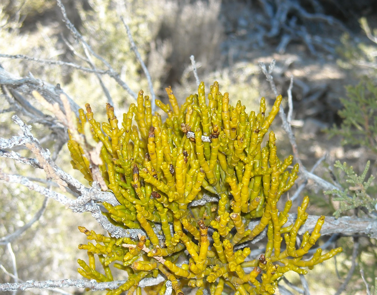 Chris's Nevada wilderness Corner: The diverse plant flora of the Nevada ...