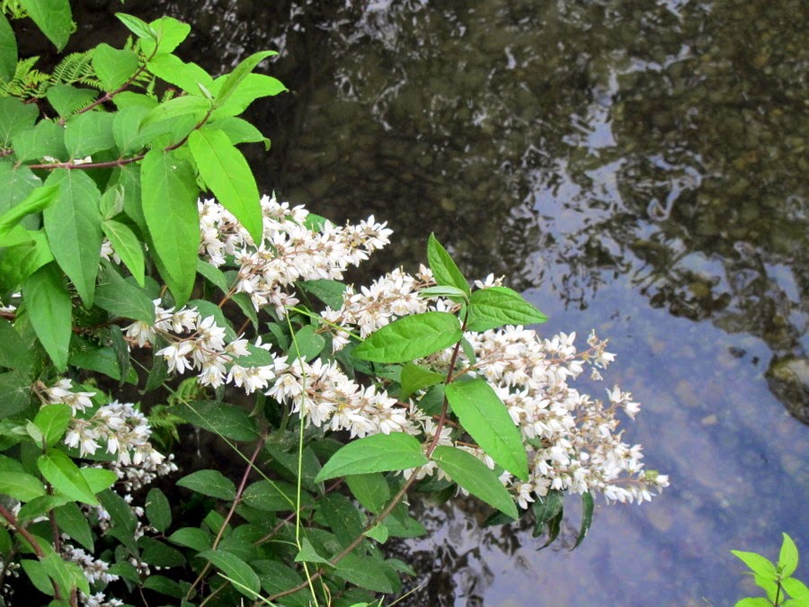 FLORA NEL SALENTO e.. anche altrove: Deutzia scabra Thunb ...