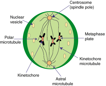 Biology: Mitosis