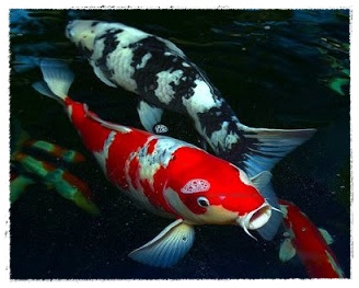 Gambar Ikan Koi | Dunia Binatang