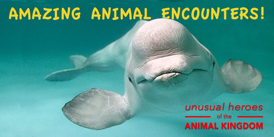 Sub Sea Systems - Our World: Amazing Animal Encounters