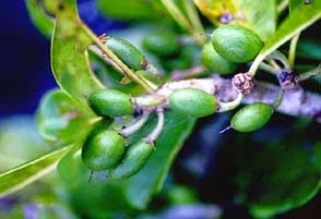 Health,Disease and Genetics: Khirni – fruit with high nutrition value