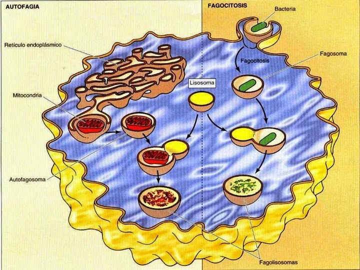 Biologia Molecular: Vesículas, lisosomas y peroxisomas